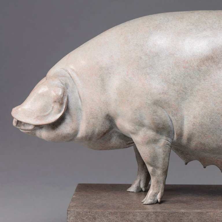 British Lop Pig: Liskeard Sunshine 500 (British Champion Animals ...